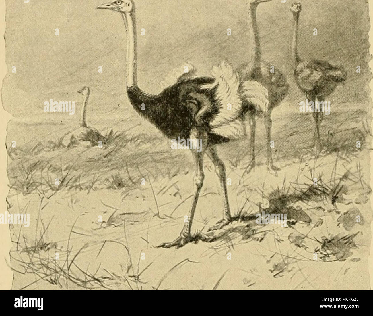 . The Largest of all Poultry-The Ostrich Stock Photo - Alamy