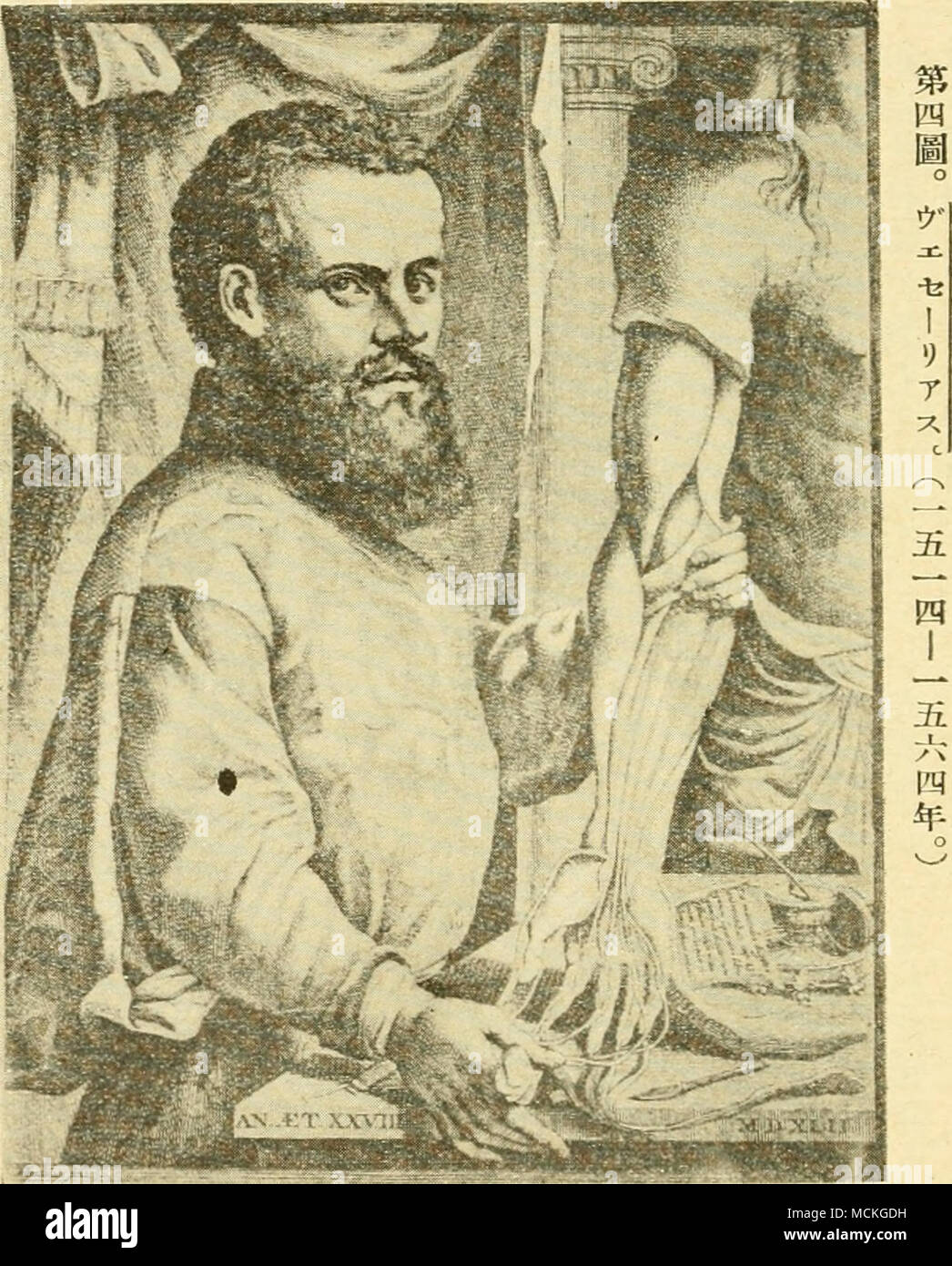 Galenic dissection hi-res stock photography and images - Alamy