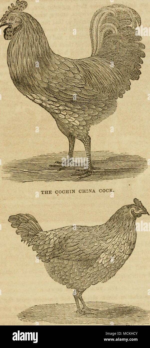 . THE COCHIN CHINA HEN Stock Photo - Alamy