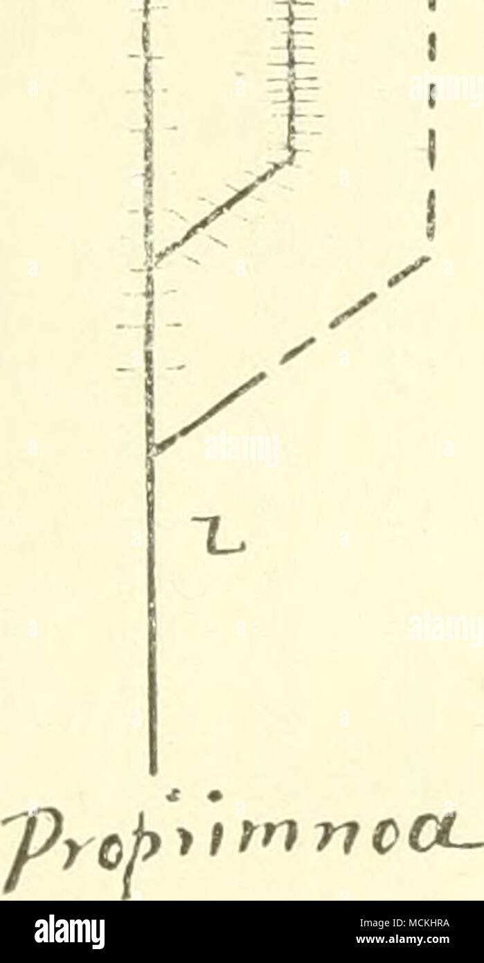 Thouarella hi-res stock photography and images - Alamy