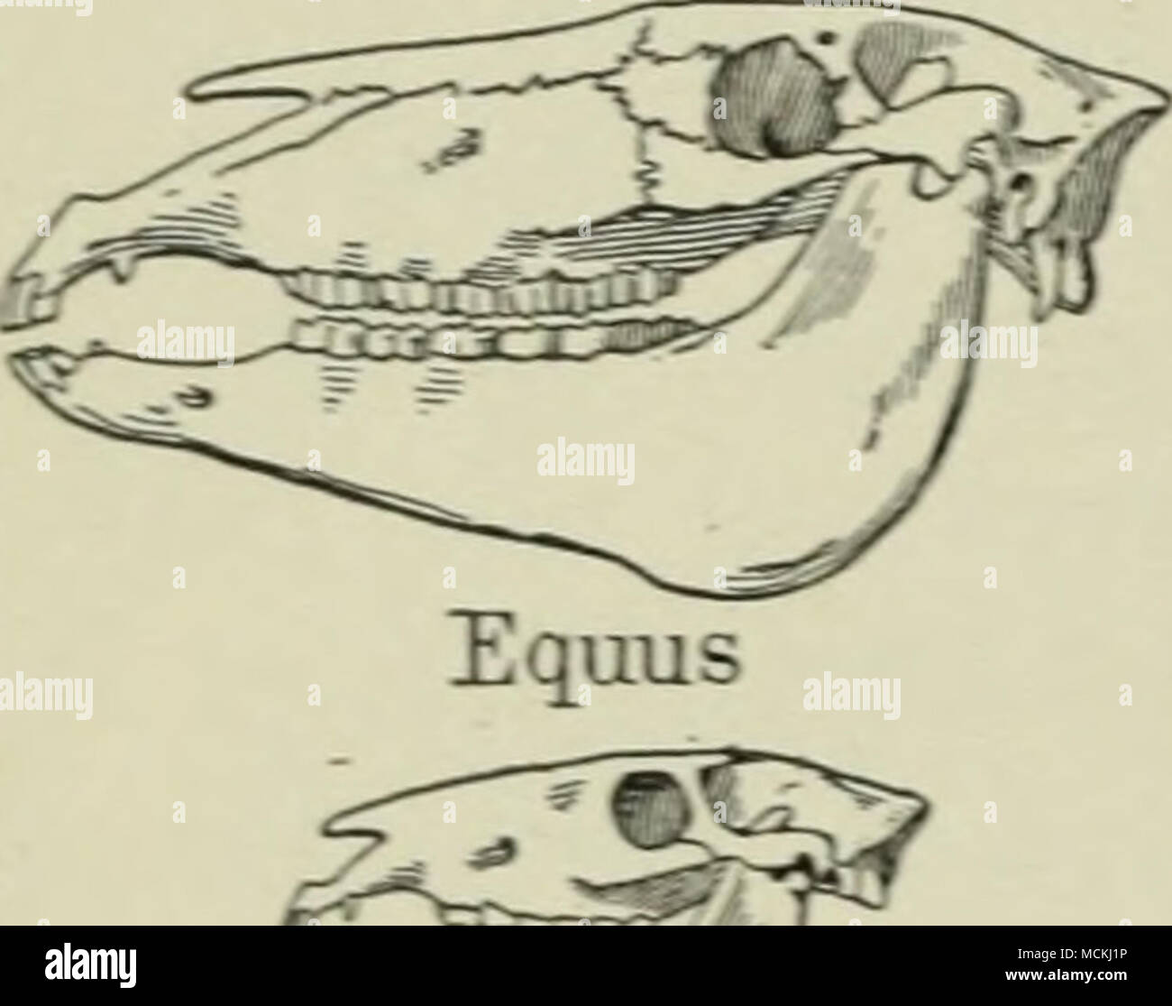 Protorohippus hi-res stock photography and images - Alamy