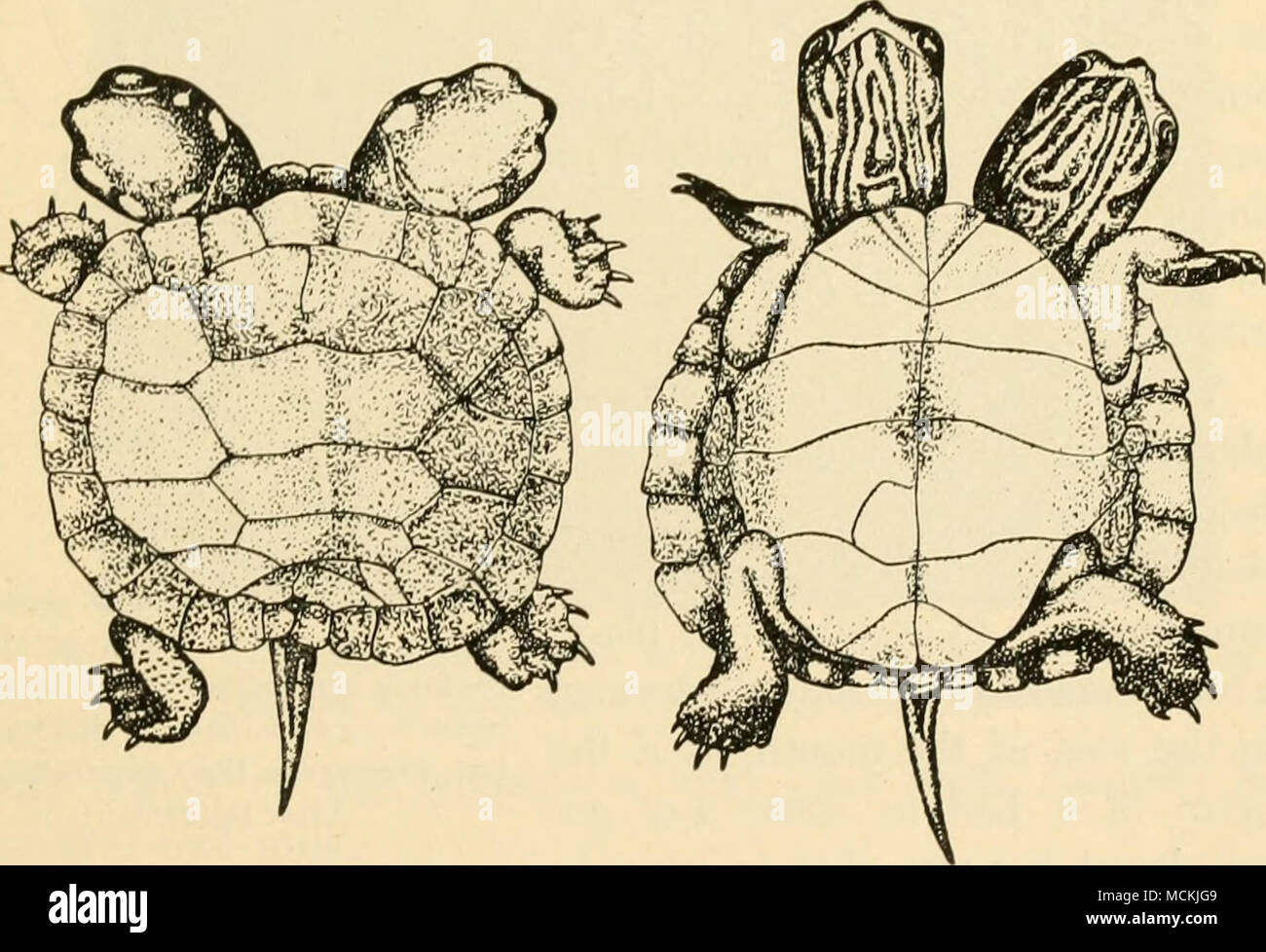 . Fig. 21. Upper and lower surfaces of double-headed turtle compared ...