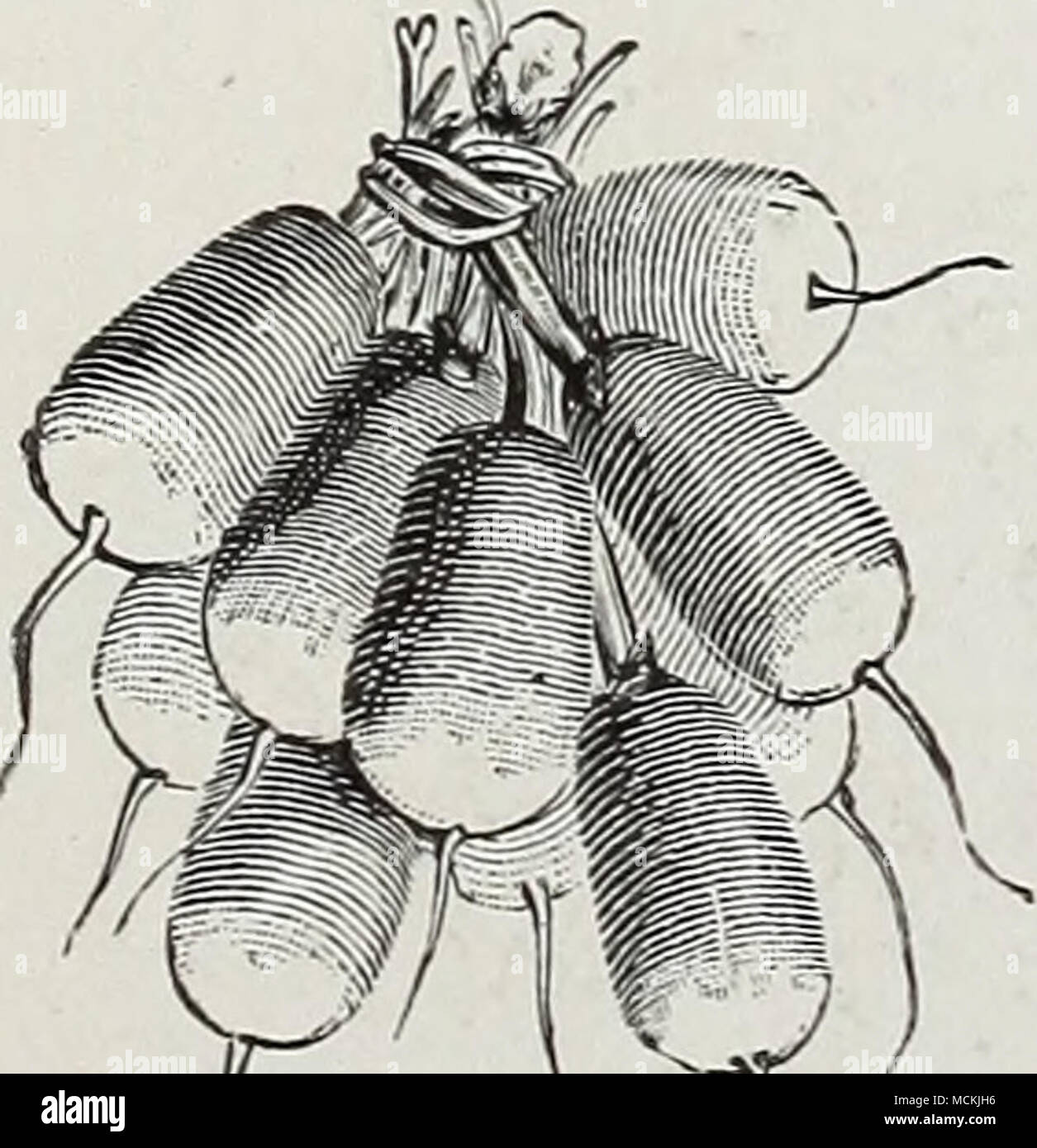 Lench hi-res stock photography and images - Alamy