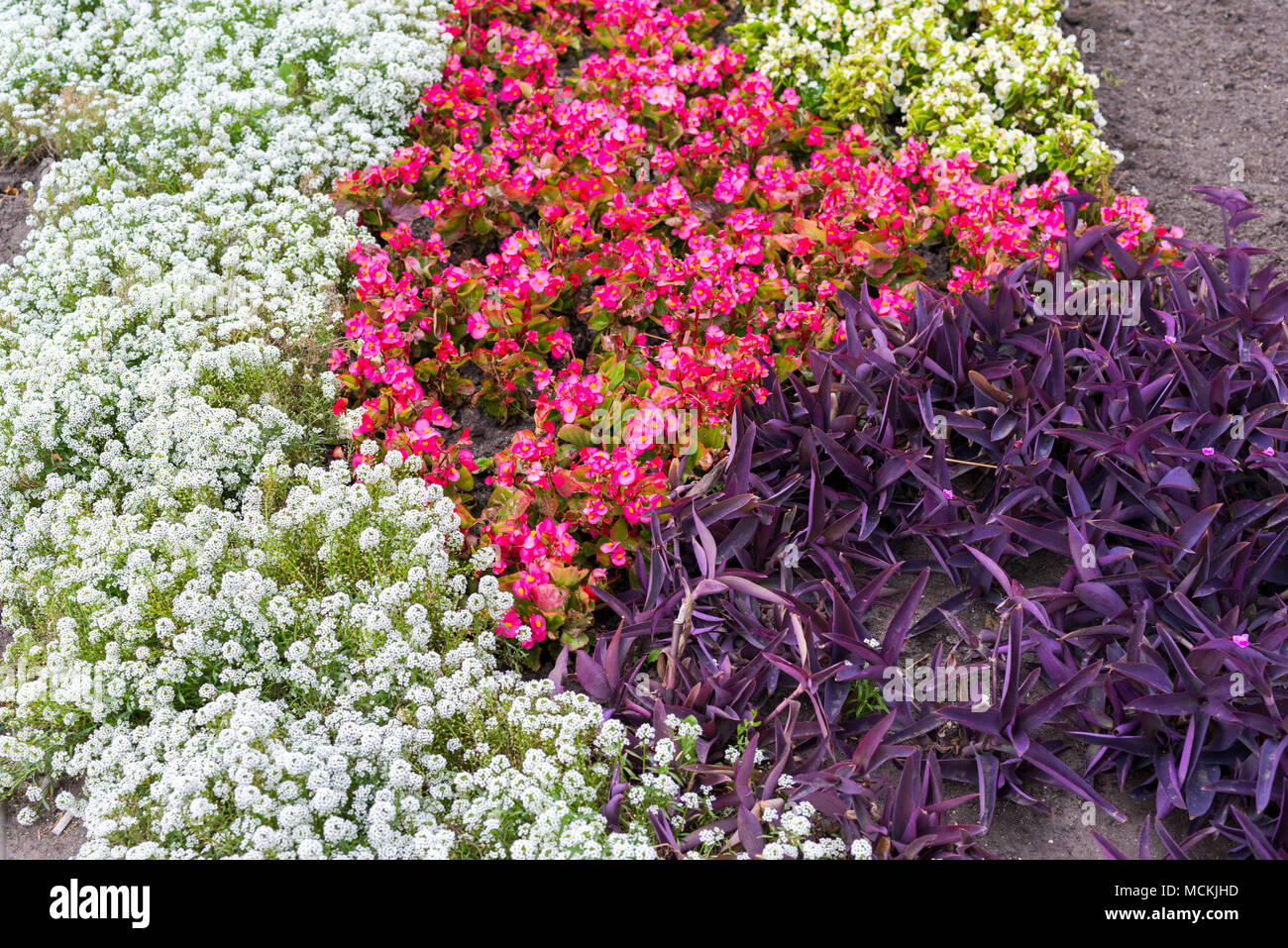 different flowers in the design Stock Photo - Alamy