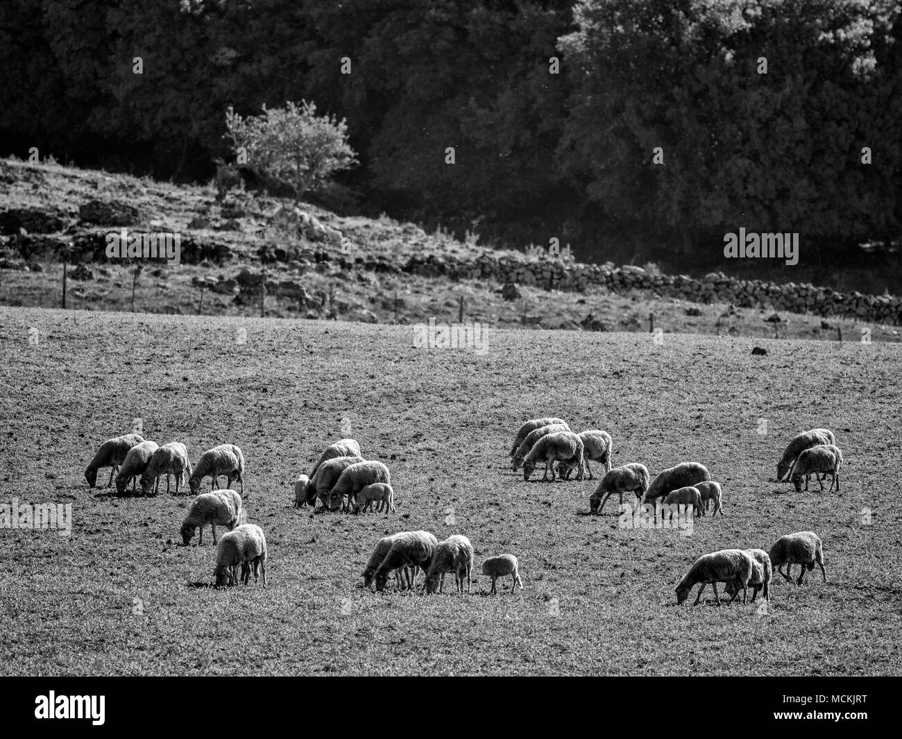 Sheep herding in the Tuscan countryside, Italy Stock Photo - Alamy