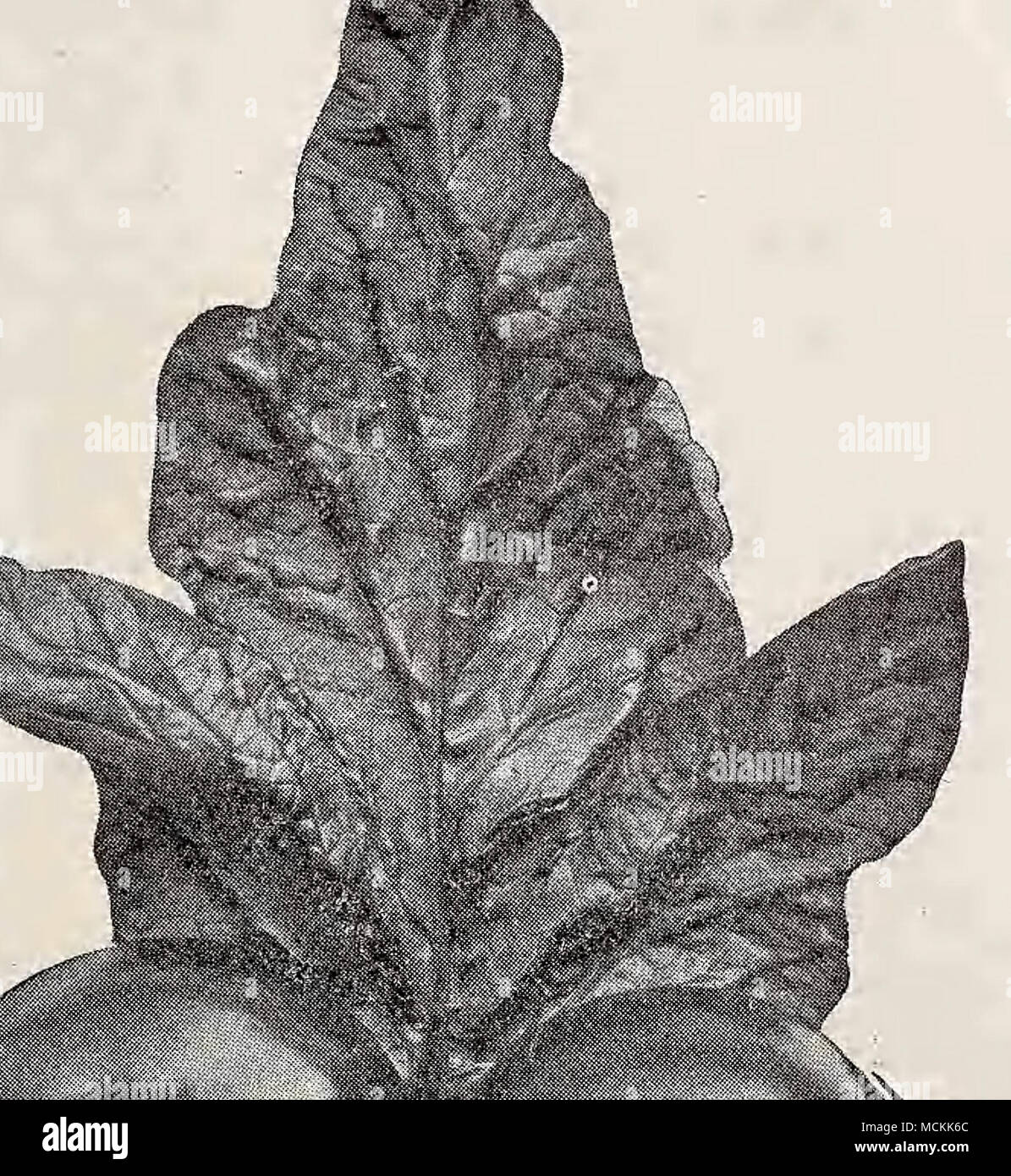 Skin acre hi-res stock photography and images - Alamy