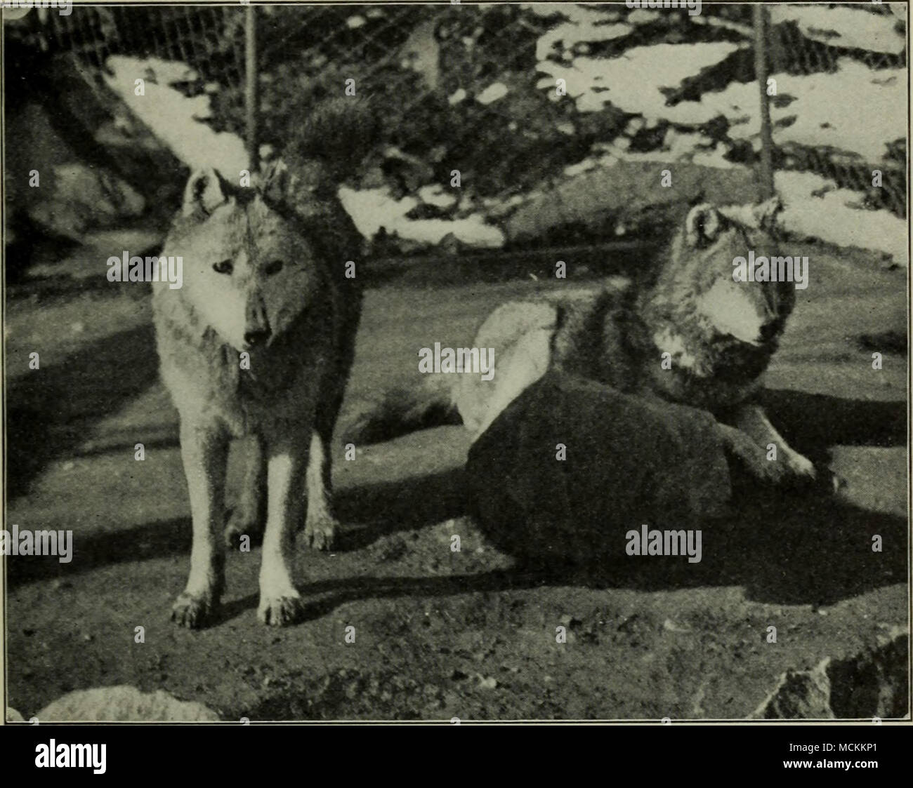 Are All Dogs Part Wolf