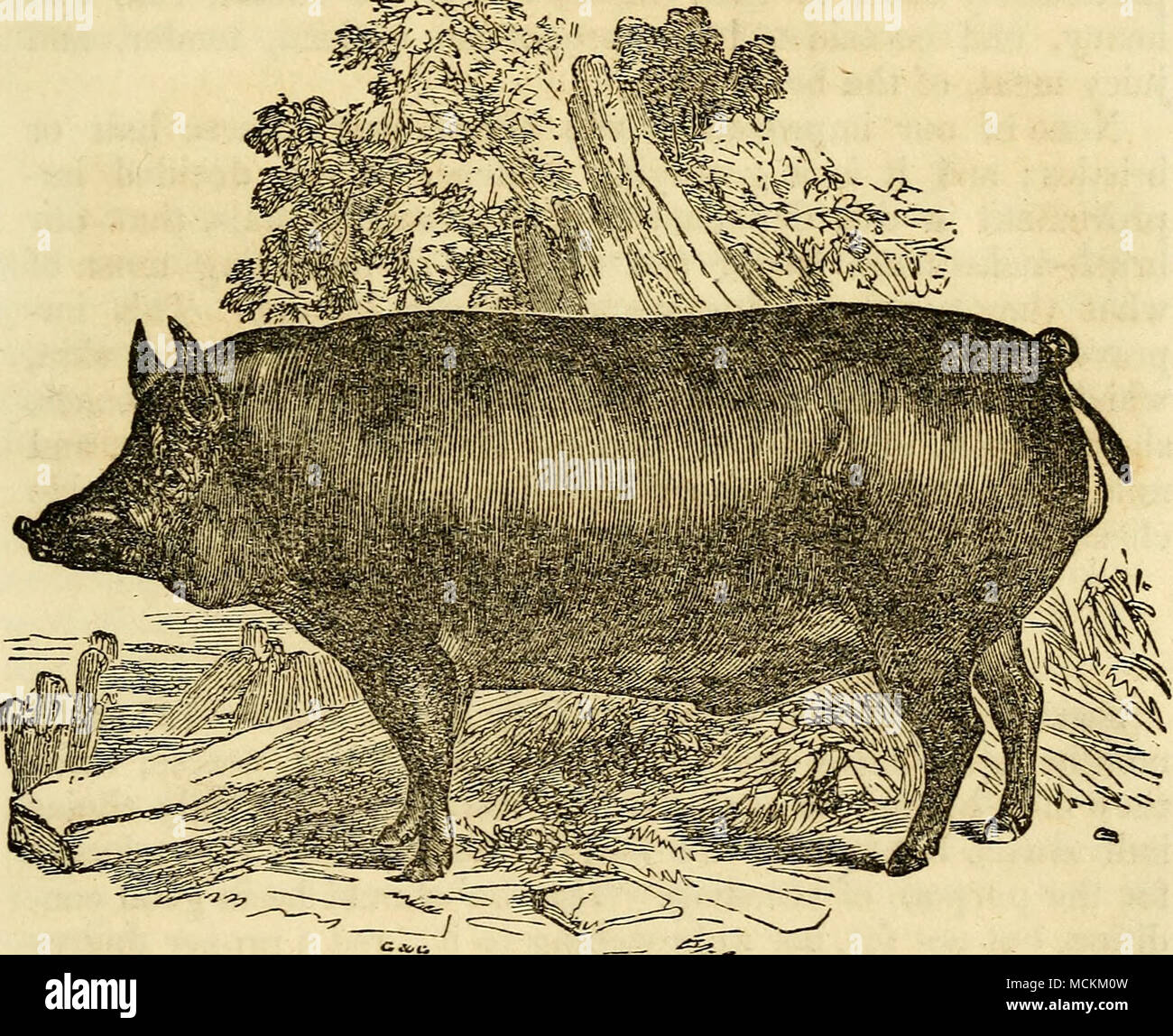 . Berkshire Hog. The Berkshires are an ancient English breed, formerly ...