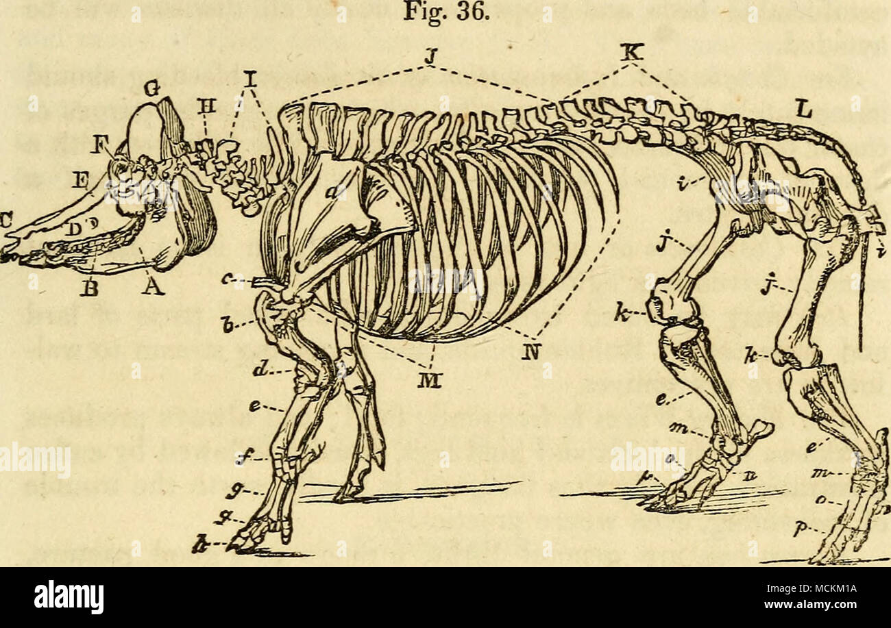 Vertebra cervicales atlas hi-res stock photography and images - Alamy