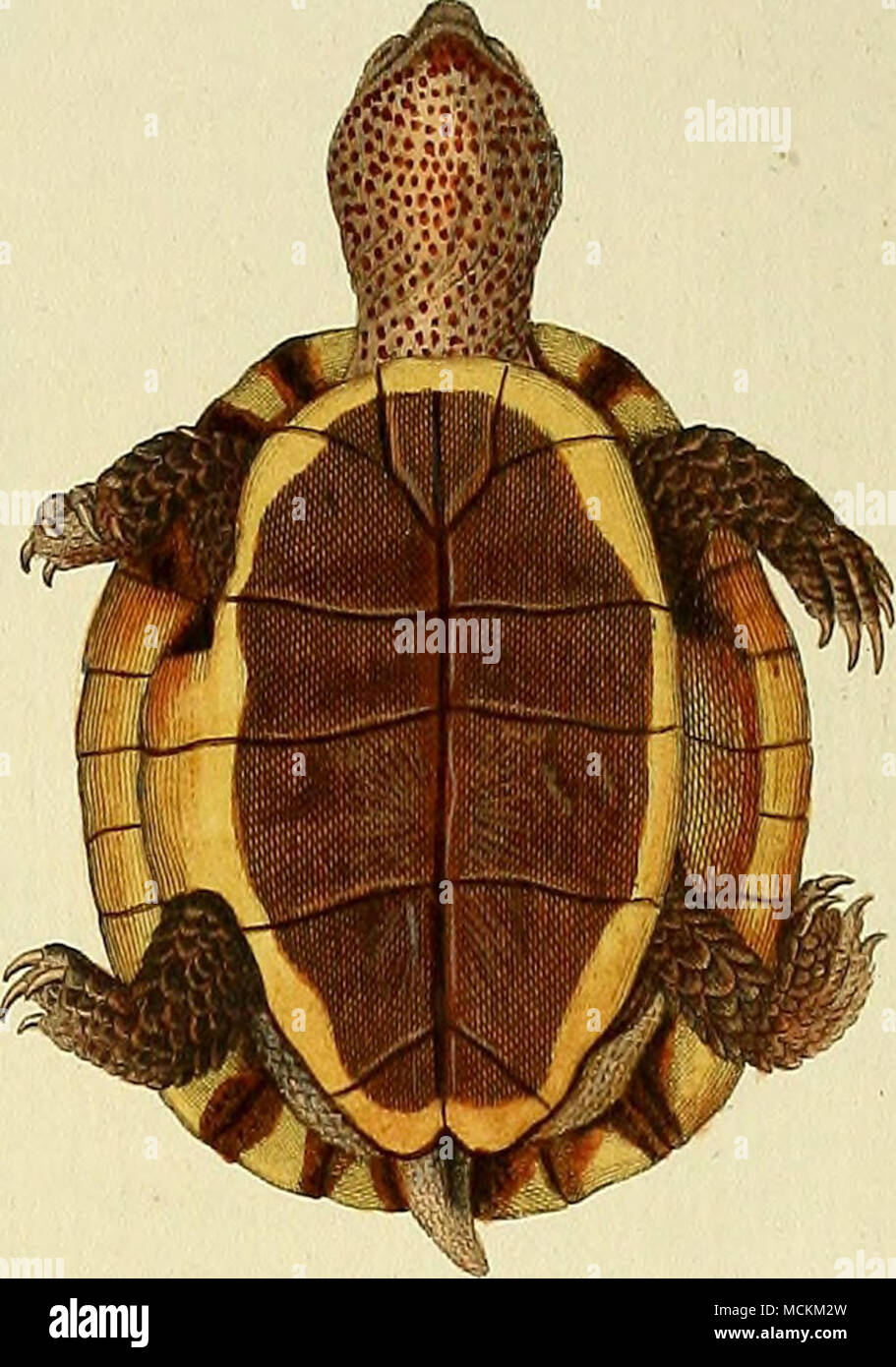 Turtles physiology hi-res stock photography and images - Alamy