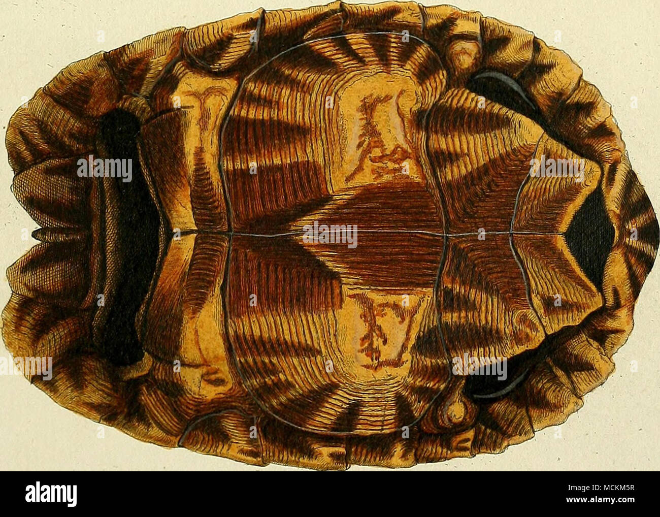 Tiido hi-res stock photography and images - Alamy