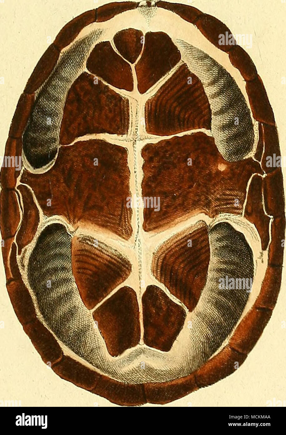 Turtles physiology hi-res stock photography and images - Alamy
