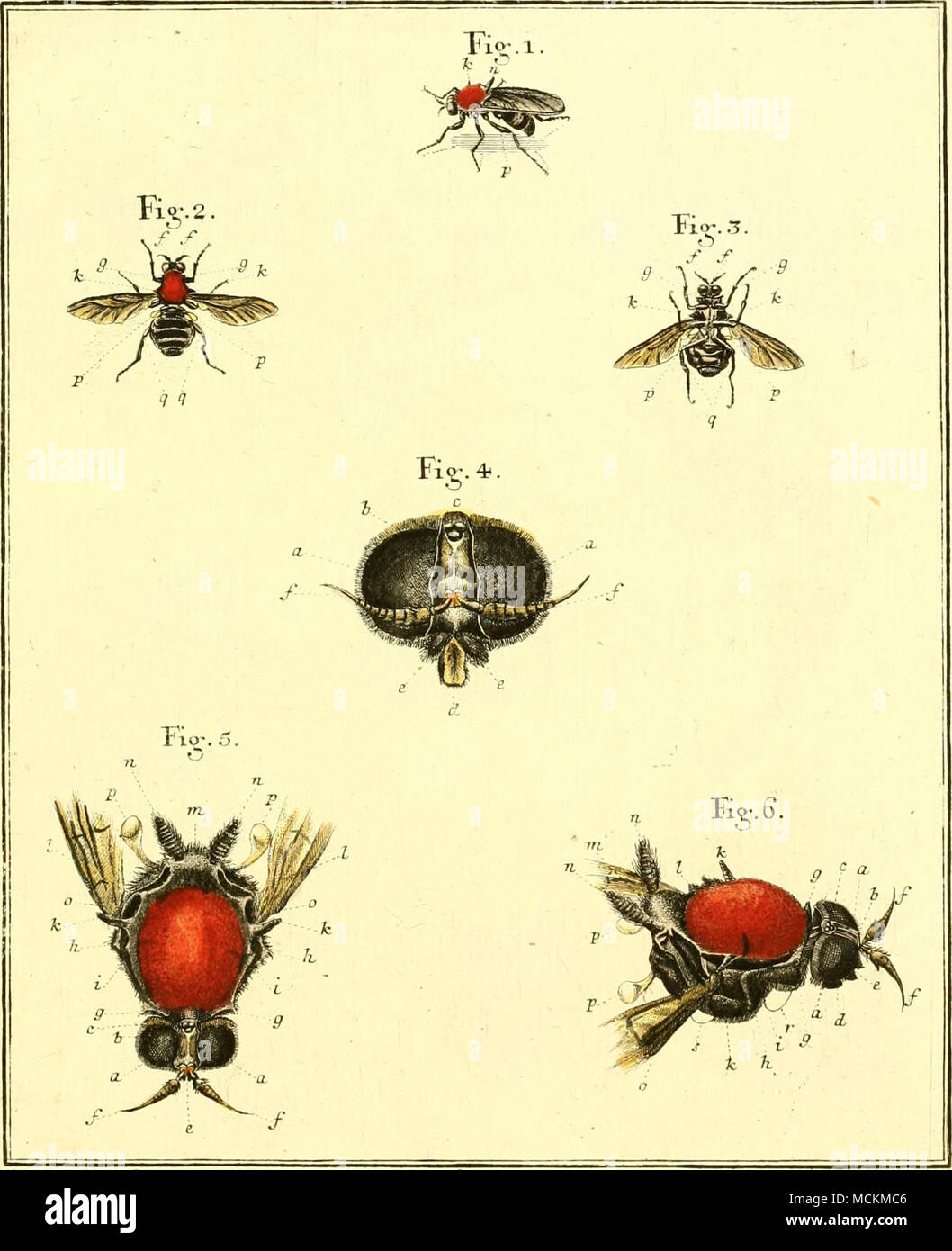 Teae hi-res stock photography and images - Alamy