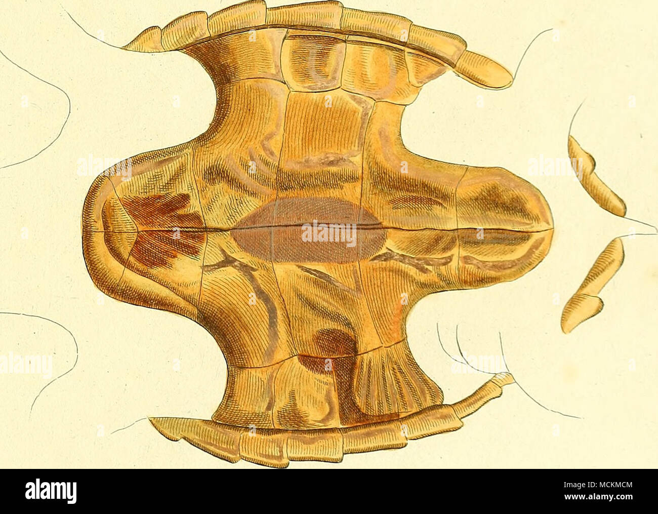 Jiz tuclo hi-res stock photography and images - Alamy