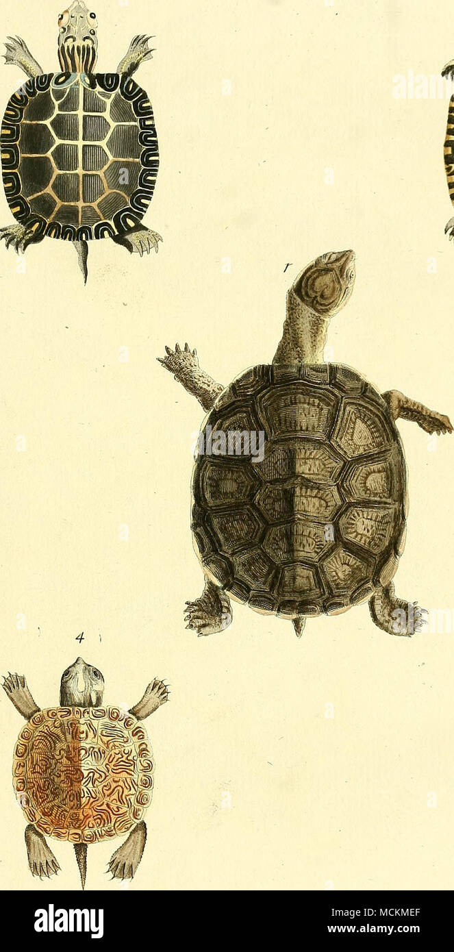 Turtles features hi-res stock photography and images - Alamy