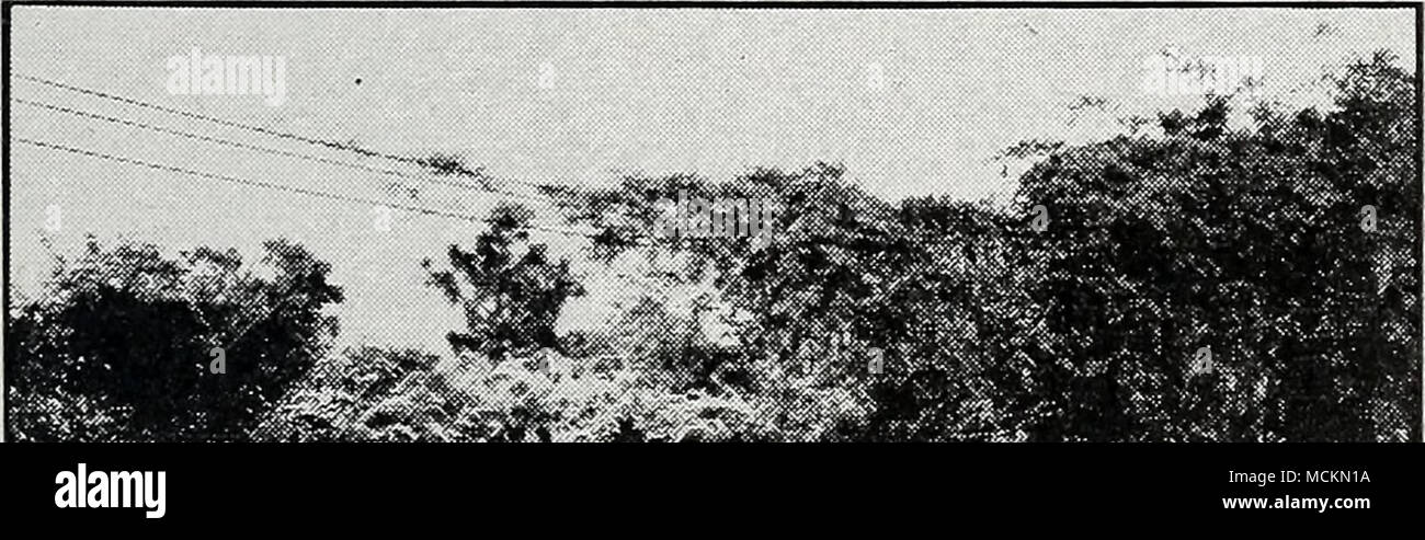 . Outdoor Living Room of MR. J. DAVIS POWELL, Columbia, S. C Stock ...