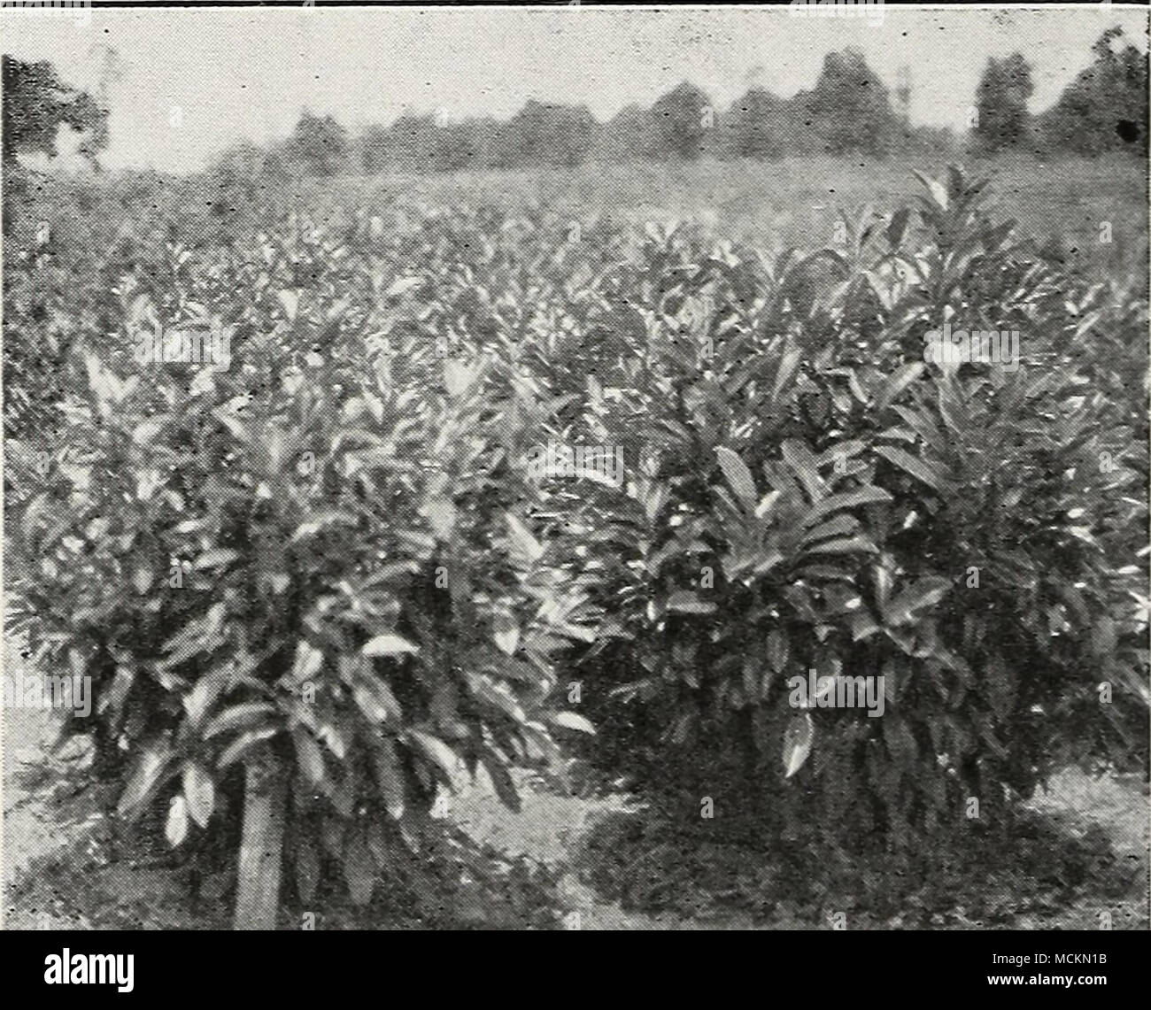 Laurel varieties hi-res stock photography and images - Alamy