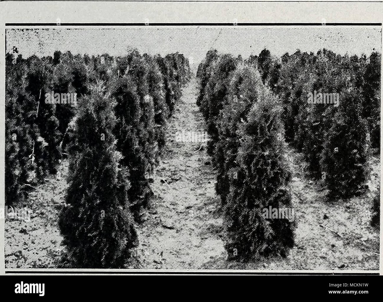 . Thuja occ. pyramidals. Perhaps the most wide- ly used and most ...
