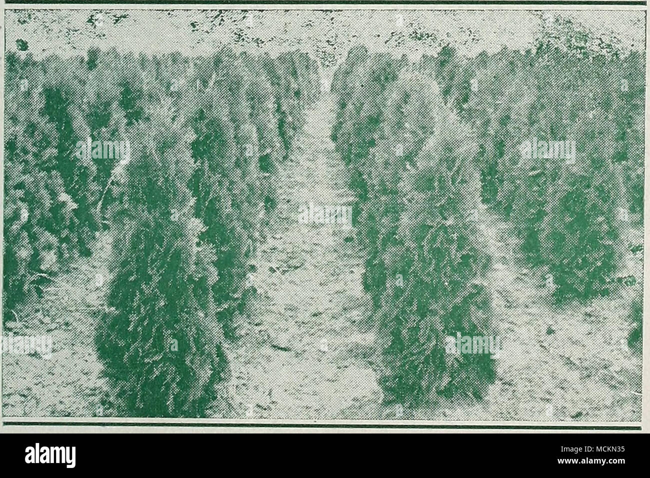 . Thuja occ. pyramidals. Perhaps the most wide- ly used and most ...