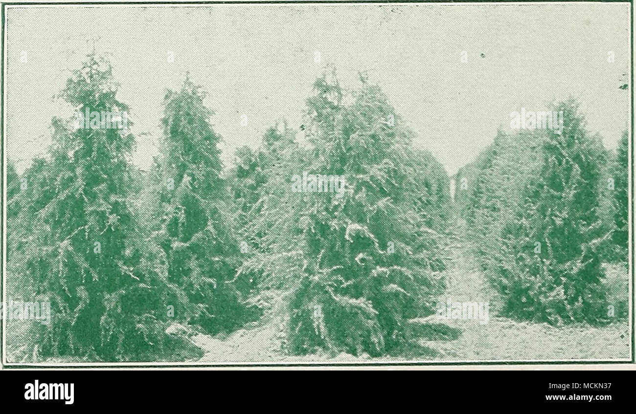 . Juniperus oblonga pendula. A distinctive variety with its pendulous ...