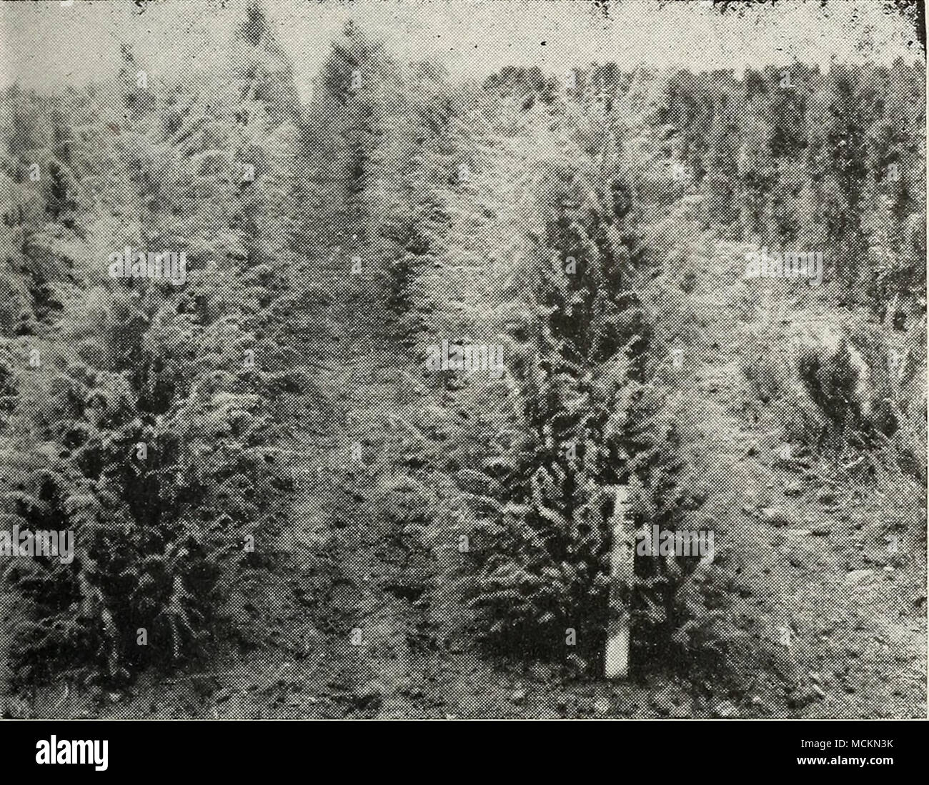 . RUS COMMUNIS. ENGLISH JUNIPER Stock Photo - Alamy