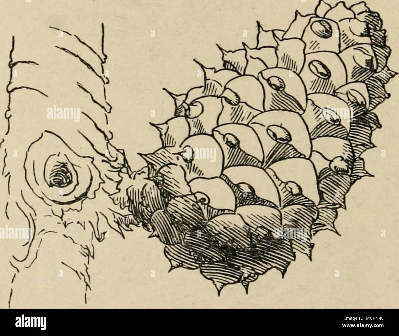 Pinus Muricata High Resolution Stock Photography and Images - Alamy