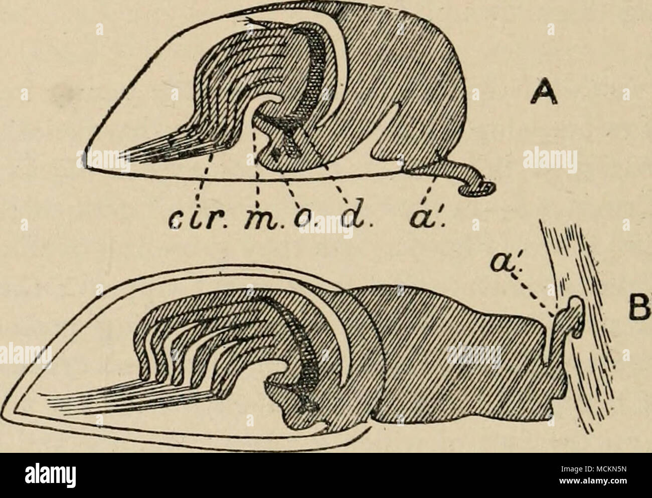 Barnacle legs hi-res stock photography and images - Alamy