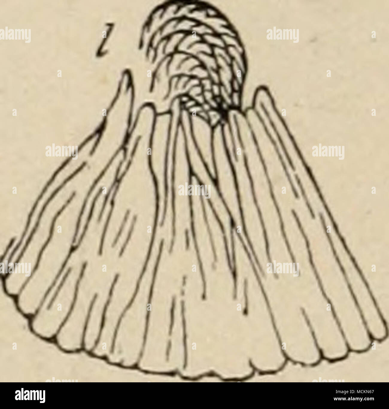 Hinged valves hi-res stock photography and images - Alamy