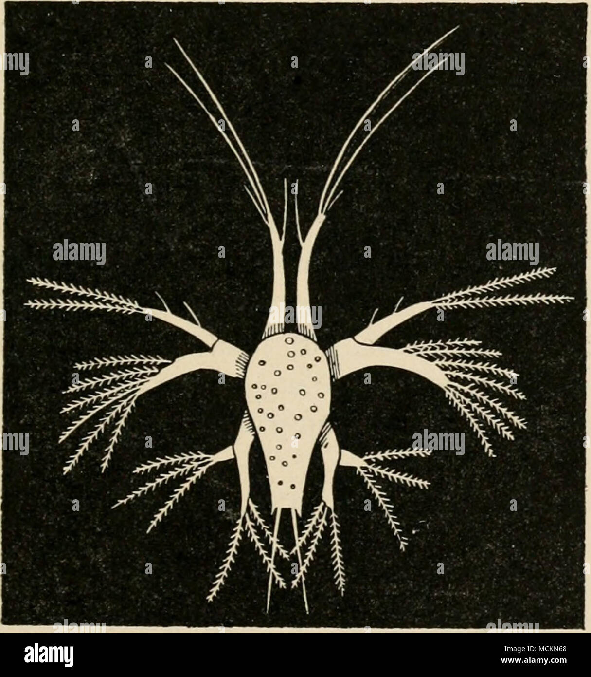 . Fig. 9.—The larval or young form of Cruslacea known as "the Nauplius ...