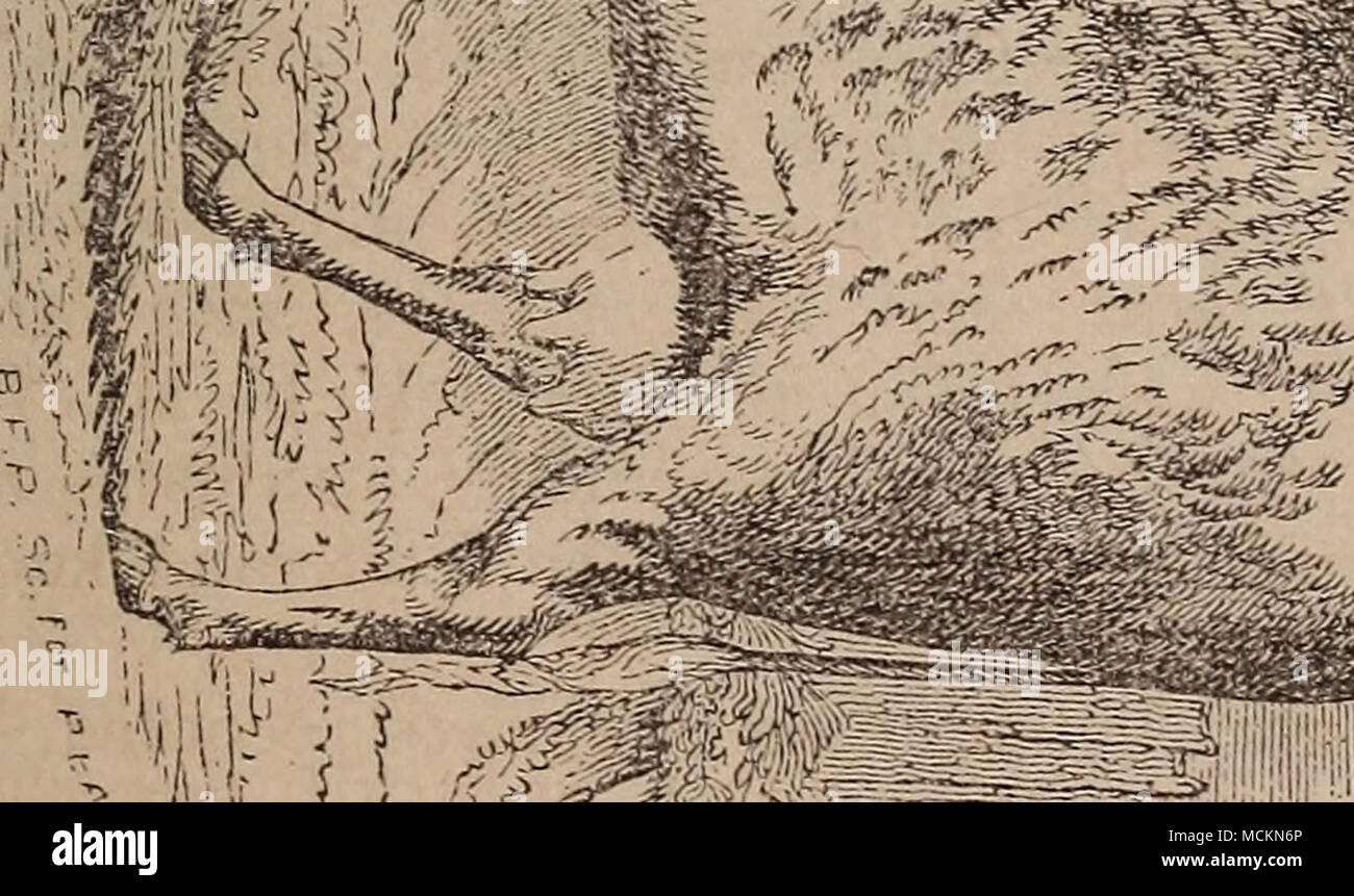 Short horned cow hi-res stock photography and images - Alamy