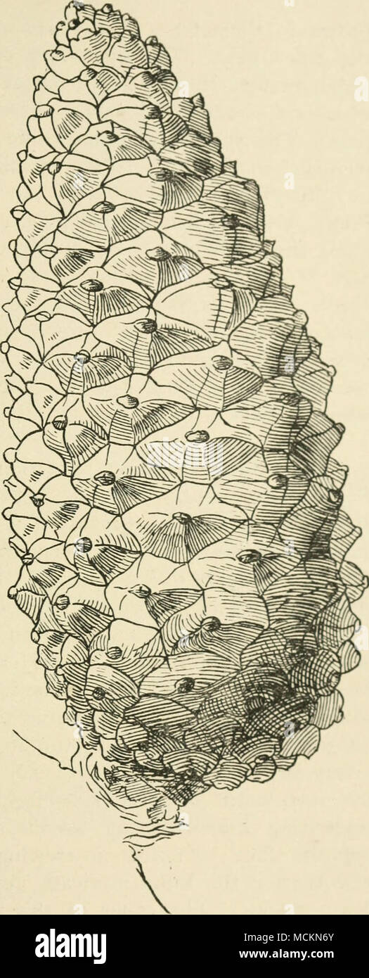 . Fig. 39.—Female Cone of the Pinaster, 01 Maii- time Pine (Pinus ...