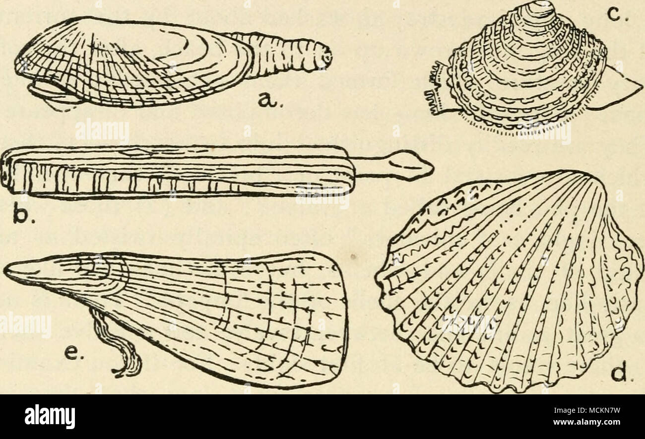 Marks of shells on beach hi-res stock photography and images - Alamy