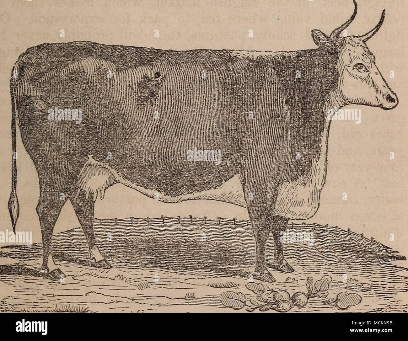 Cow Standing Up On Two Feet