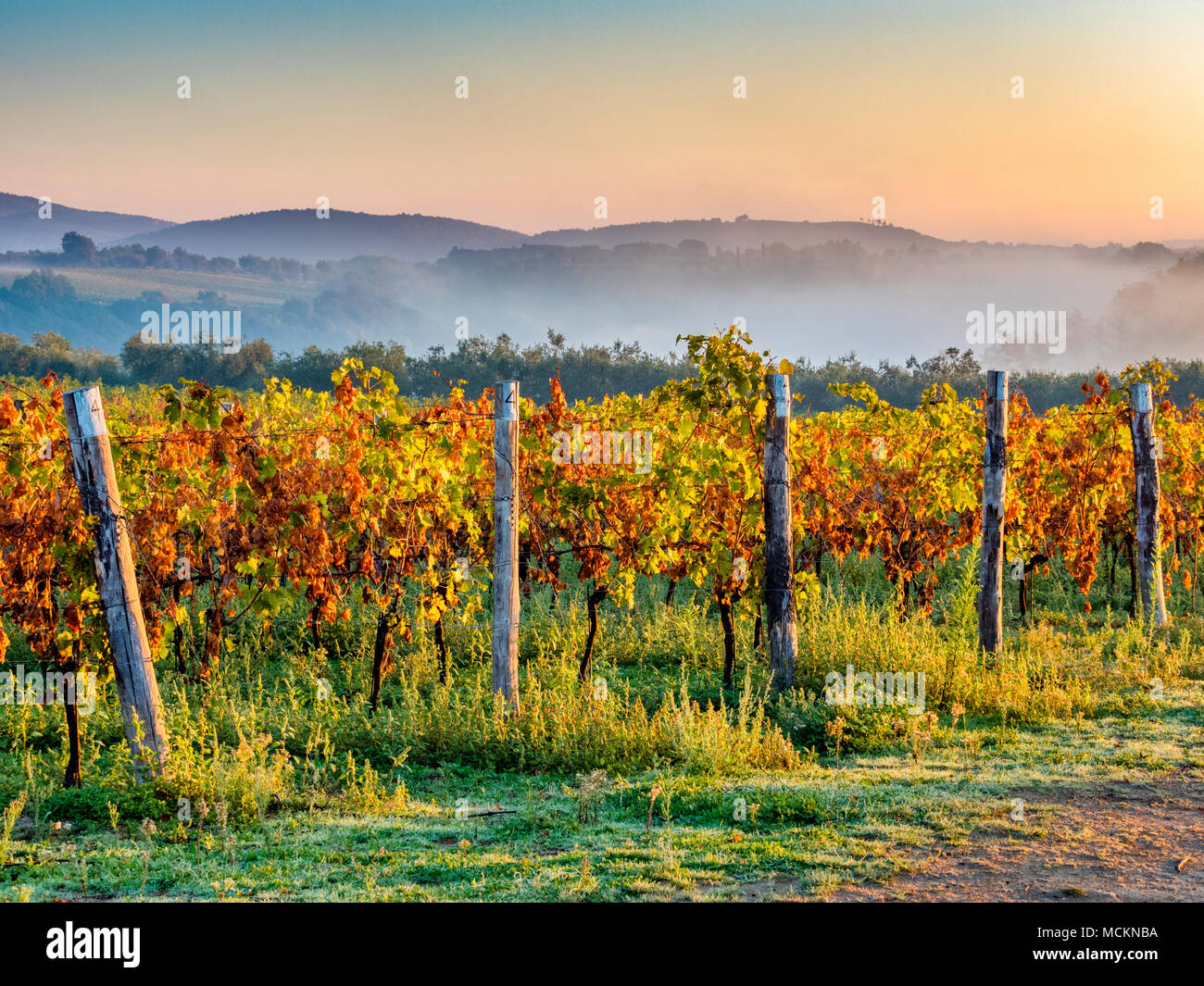 Grape vines in the Tuscan countryside, Italy Stock Photo - Alamy