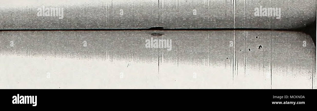 Grazing permits hi-res stock photography and images - Alamy