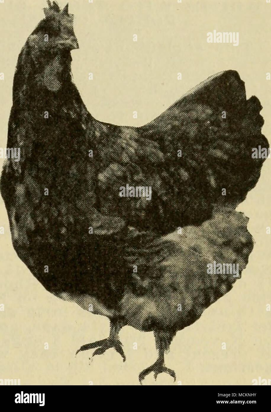 . 40 HENS OVER 300 EGGS Stock Photo - Alamy