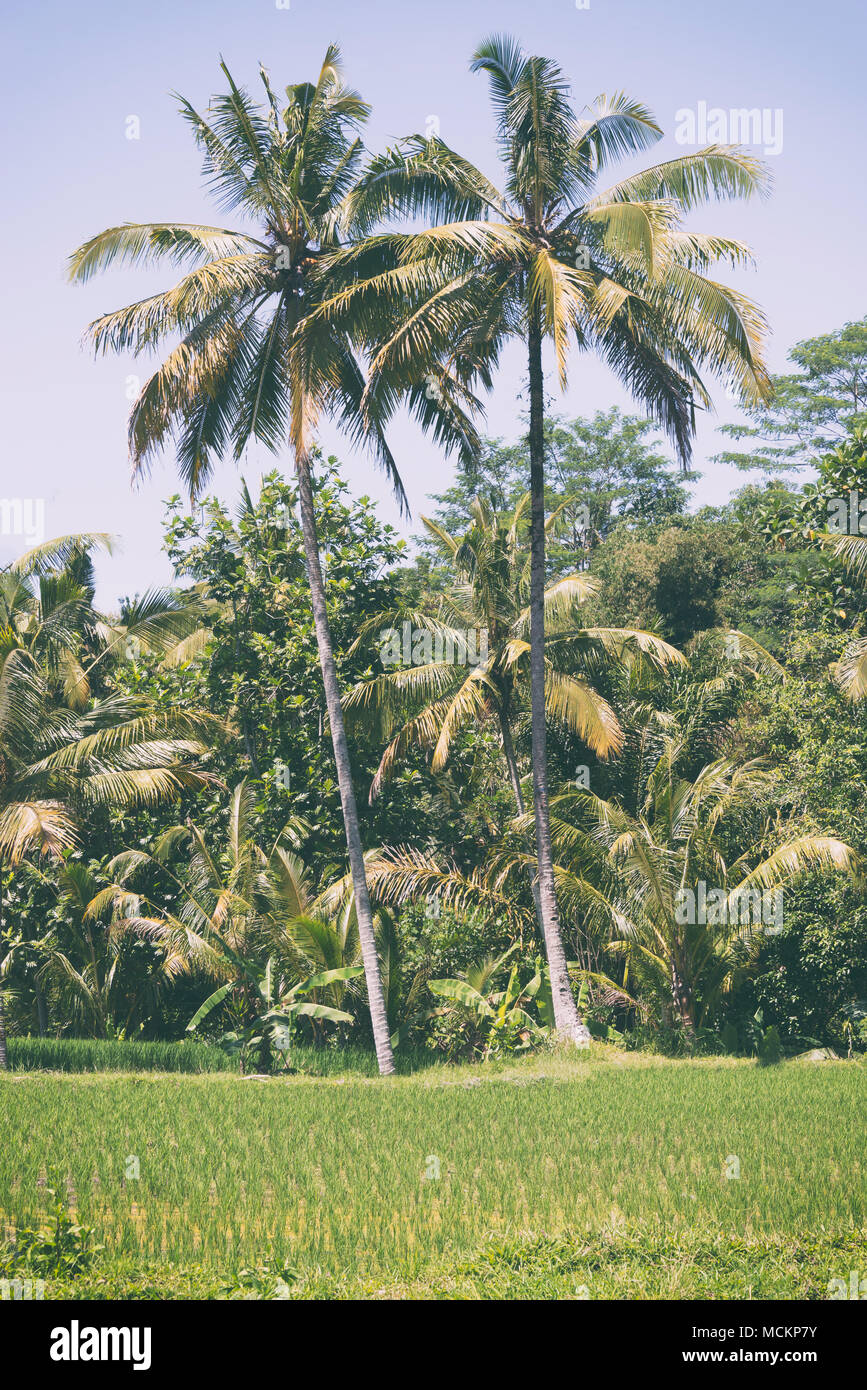 Coconut field hi-res stock photography and images - Alamy