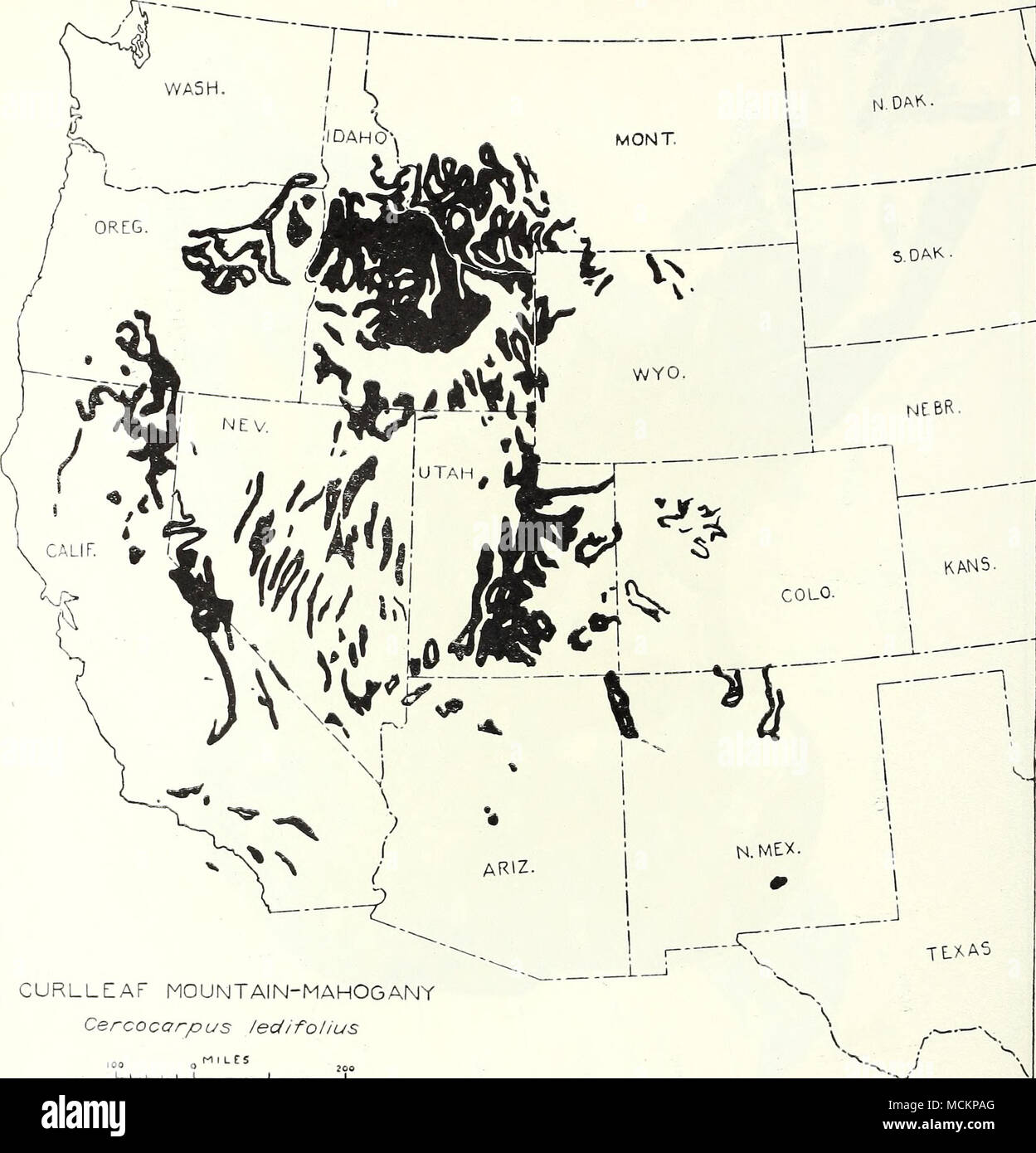 . CURLLEAF MOUNTAIN-MAHOGANY Cercocarpus ledifolius MILTS J L ...