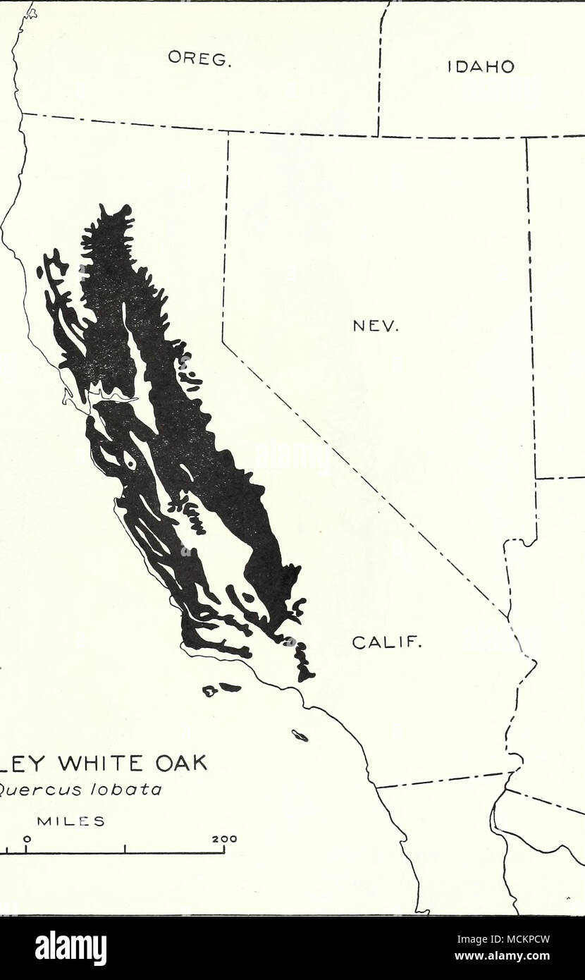 . VALLEY WHITE OAK Quercus lobata 200 Map 111 QUERCUS LOBATA NEE VALLEY ...