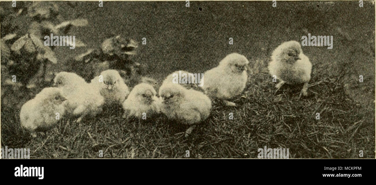 Breeding failure hi-res stock photography and images - Alamy