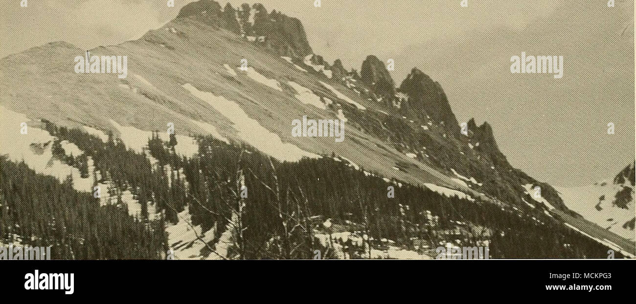 Krummholz rocky mountain national park hi-res stock photography and ...