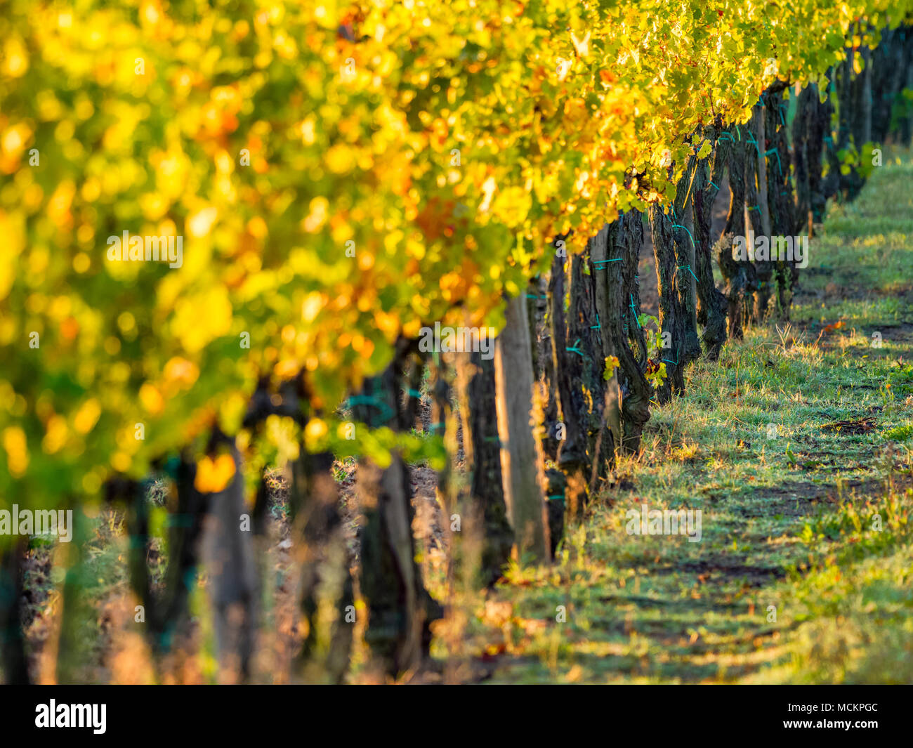 Grape vines in the Tuscan countryside, Italy Stock Photo - Alamy