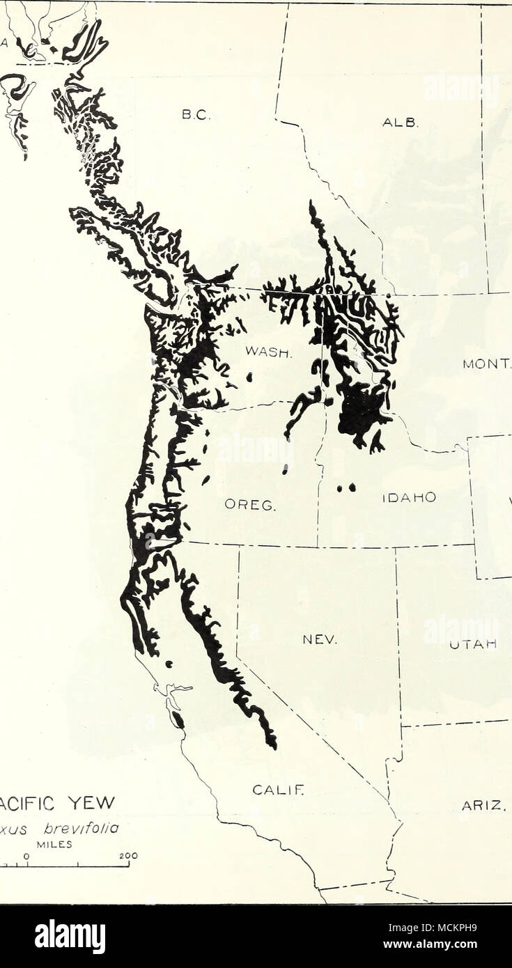 . WYO. T PACIFIC YEW Tax us brev/fo lio ARIZ. MILES ZOO I TAXUS ...