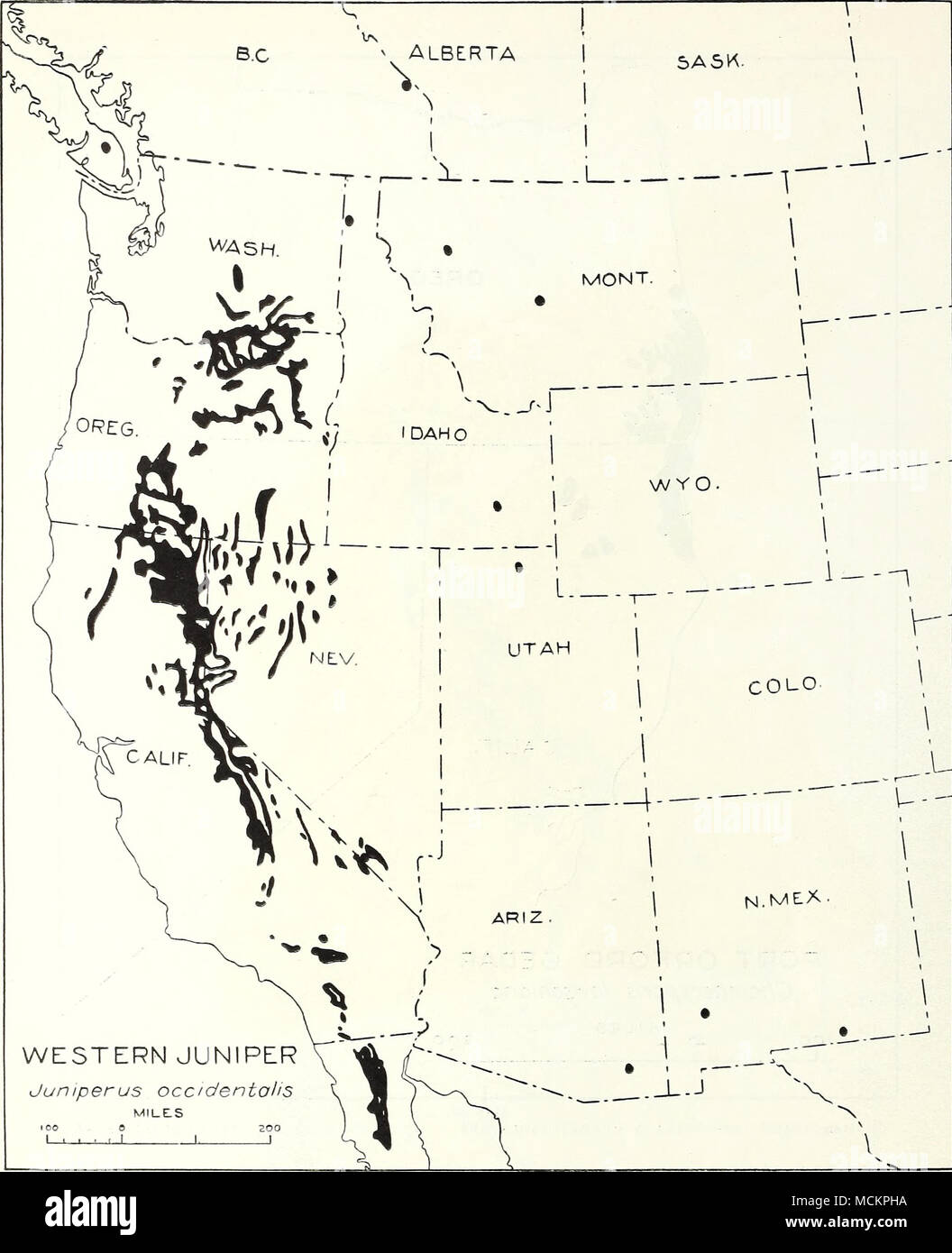Western juniper juniperus occidentalis hi-res stock photography and ...