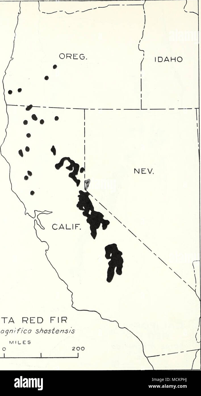 . SHASTA RED FIR Abies mogn/fico shastens/s MILES 200 Map 48 ABIES ...