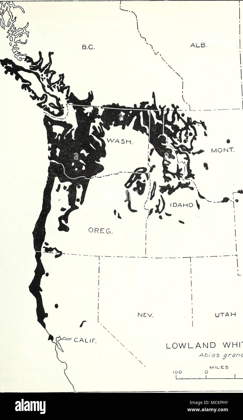 Lowland fir hi-res stock photography and images - Alamy