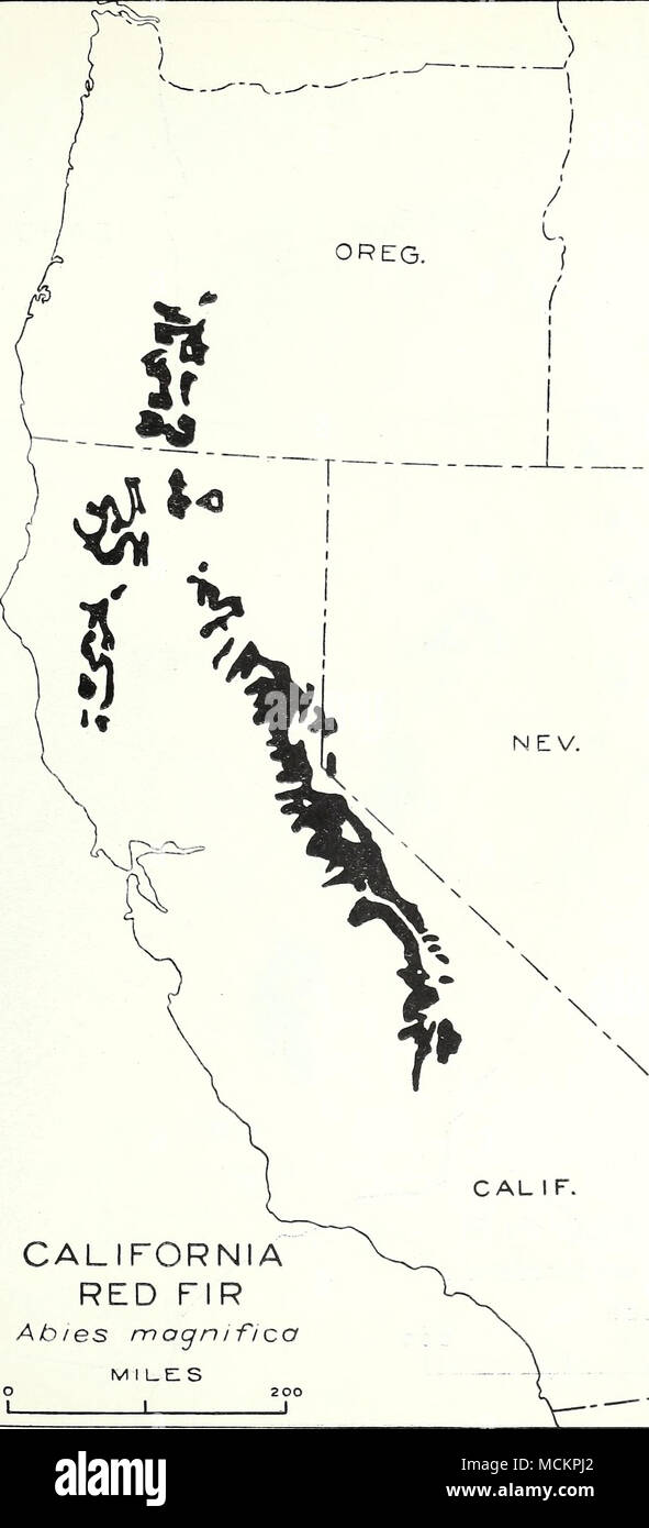 . "U ) / IDAHO CALIFORNIA RED FIR Ab/es mognifica m i l e: s • 200 1 1 ...