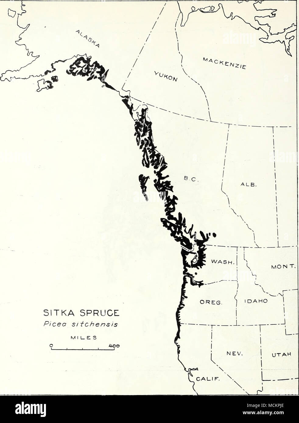 . SITKA SPRUCE Piceo si tchensis MILES PICEA SITCHENSIS (BONGARD ...