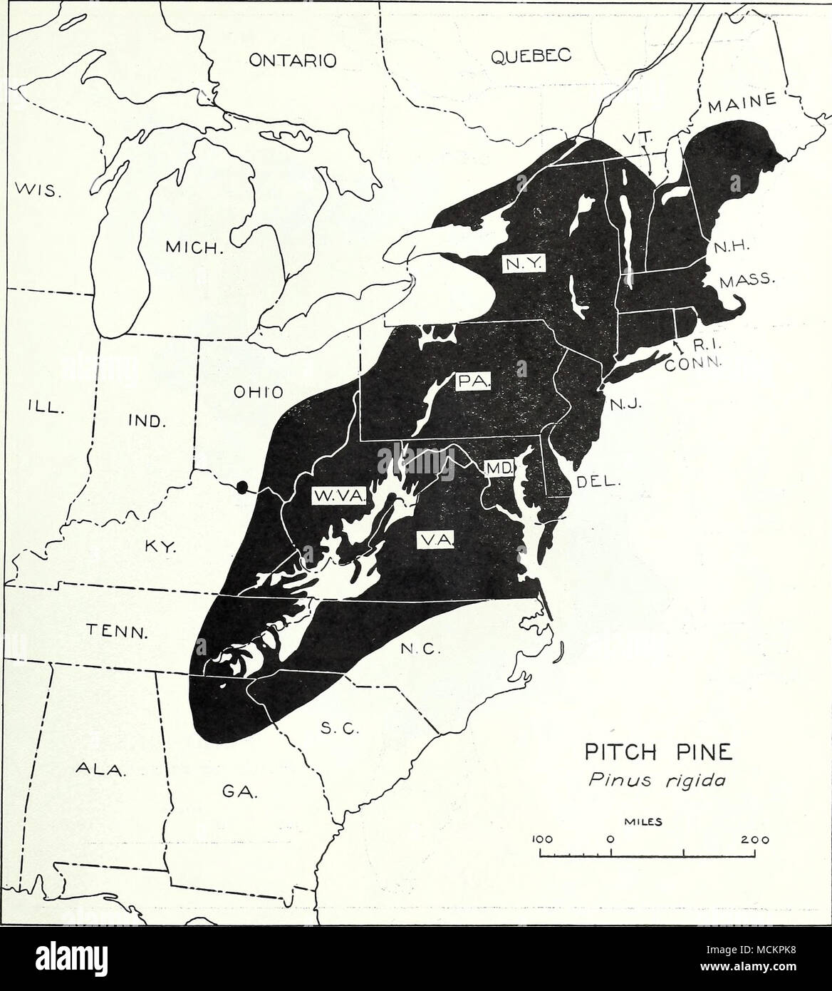 . PITCH PINE Pin us rigida MILES IOO o zoo PINUS RIGIDA MILLER Map 19 ...