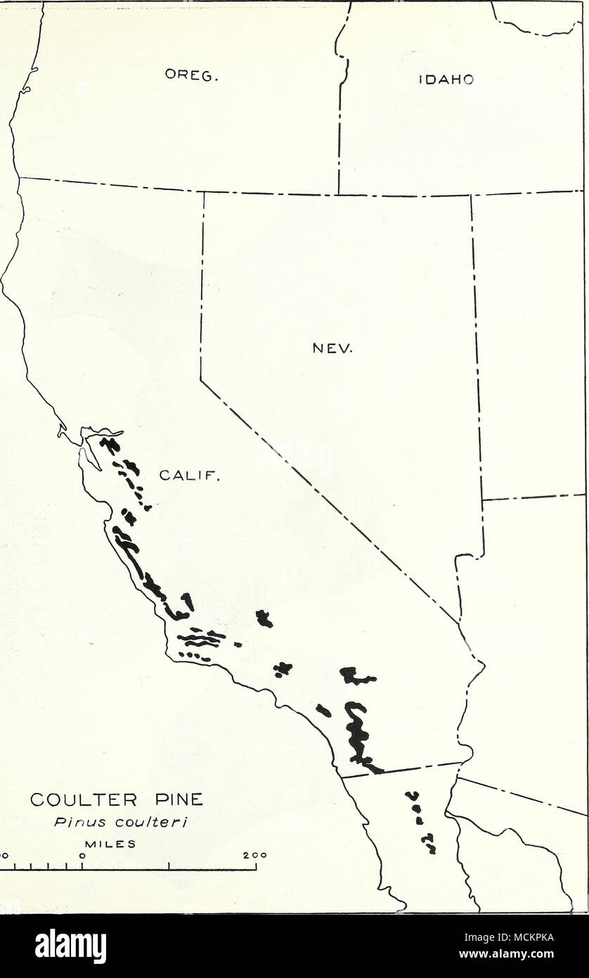 Coulter pine hi-res stock photography and images - Alamy